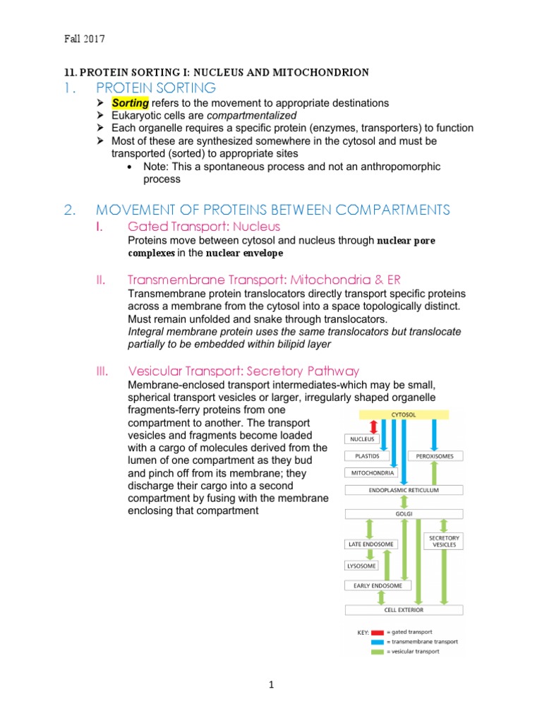 Protein Sorting Nucleus & Mitochondrion PDF | PDF | Protein Targeting ...