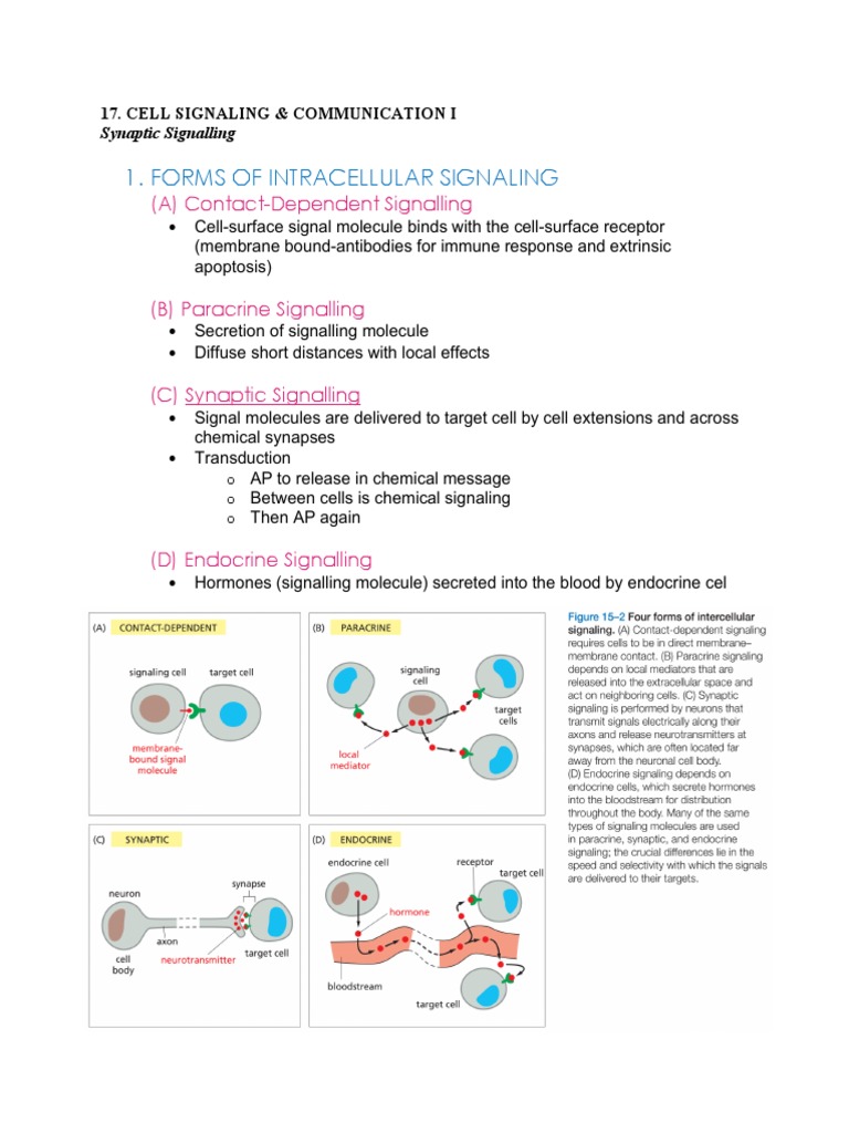 Synaptic Signalling PDF | PDF | Chemical Synapse | Cell Signaling