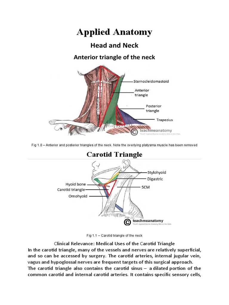 Applied Anatomy Pdf Human Head And Neck Skeletal System