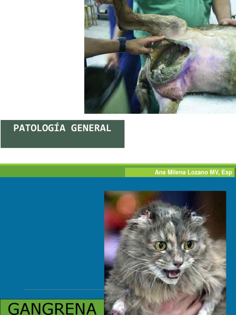 Tipos y características de la gangrena | PDF | Descomposición ...