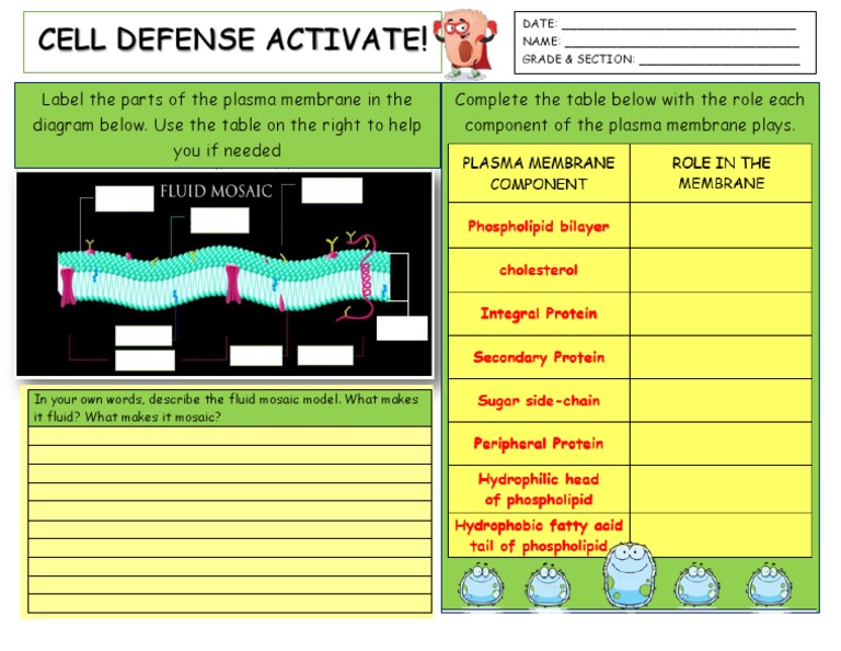 Worksheet Cell Defense Activate2 | PDF