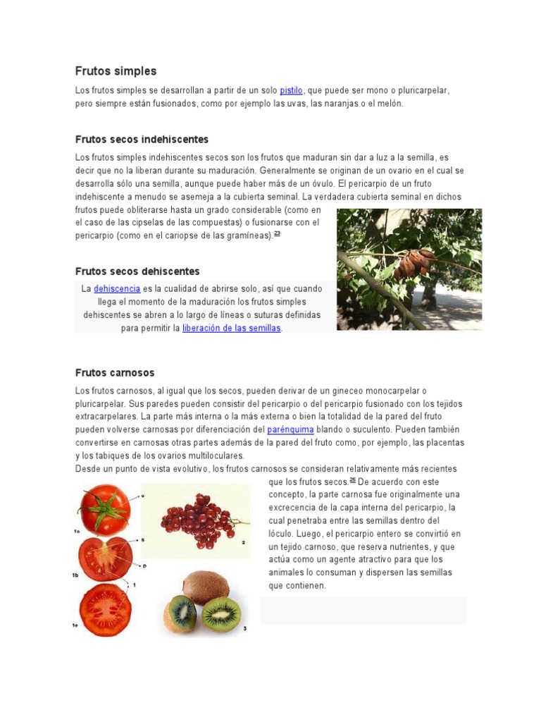 Tipos de Frutos y sus Características | PDF | Fruta | Reproducción de ...
