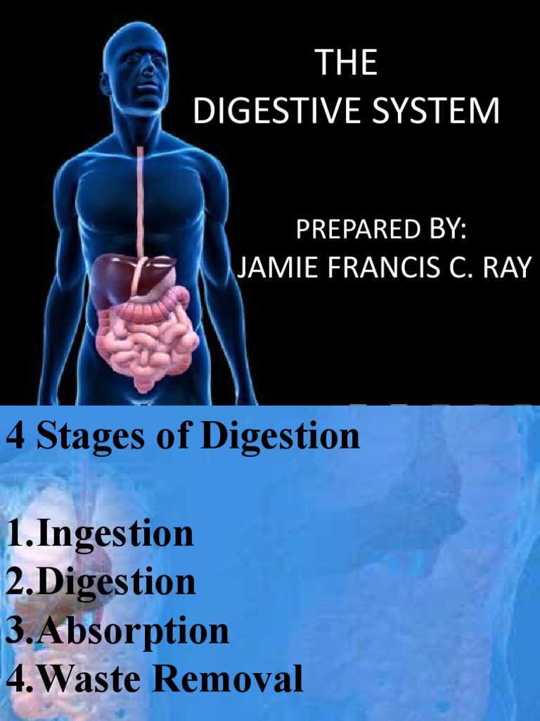 THE Digestive System: BY: Jamie Francis C. Ray | Download Free PDF ...