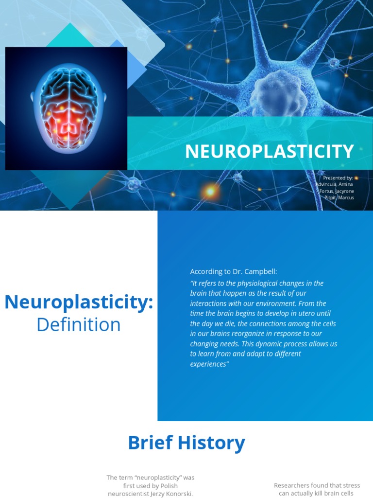 Neuroplasticity | PDF | Neuroplasticity | Brain