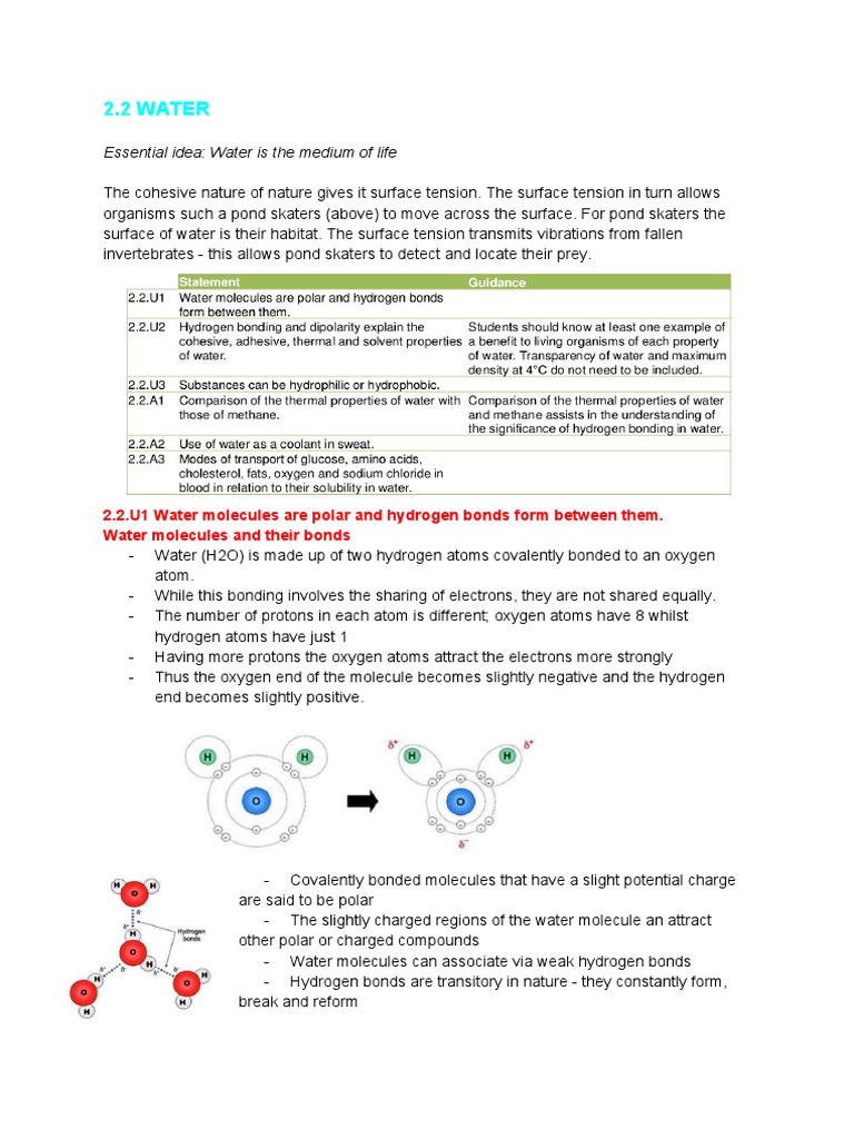The Properties and Importance of Water: Exploring the Unique ...