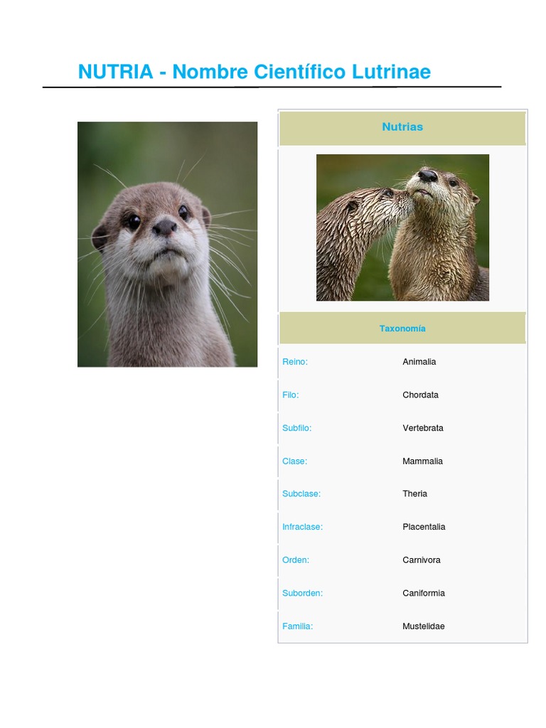 Características y Taxonomía de Nutrias | PDF | Nutria | Organismos