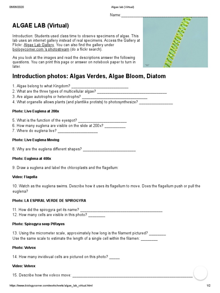 Virtual Algae Lab: Exploring Euglena | PDF | Science & Mathematics