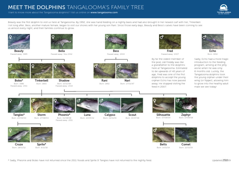 Tangalooma Dolphins Family Tree | PDF | Cetaceans | Dolphin