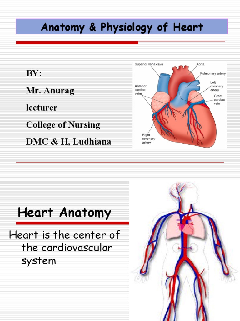 Anatomy & Physiology of Heart: BY: Mr. Anurag Lecturer College of ...