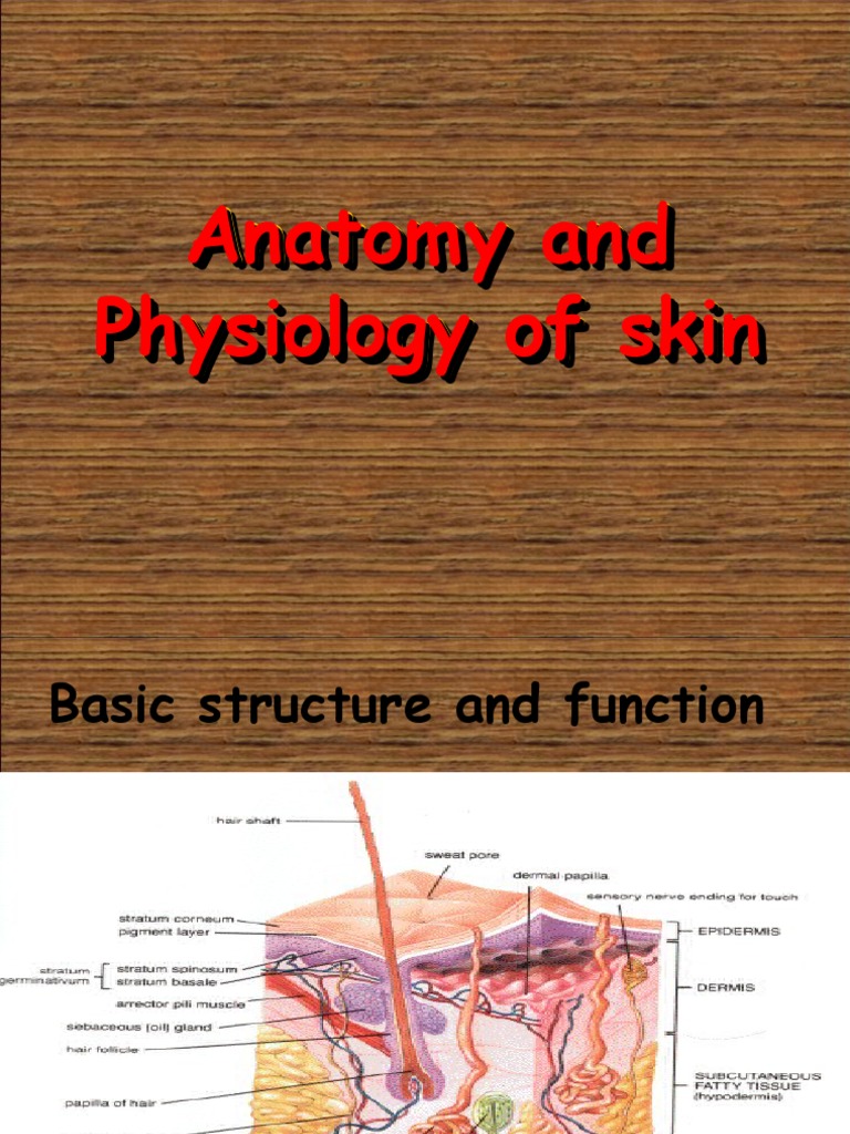 Anatomy&Physiology of Skin | PDF | Skin | Epidermis