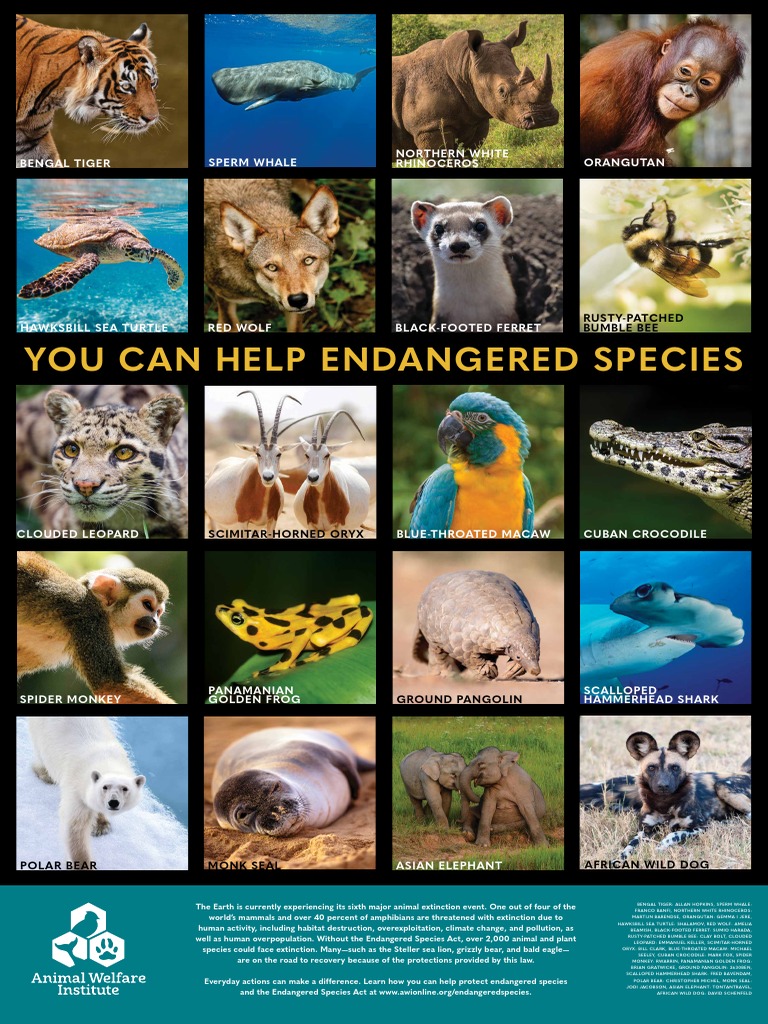 Protect Endangered Species Today | PDF | Endangered Species | Organisms