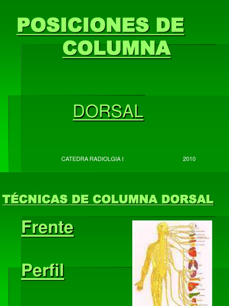 Dorsal Lumbar Sacro Coccigea | PDF | La columna vertebral | Vértebra