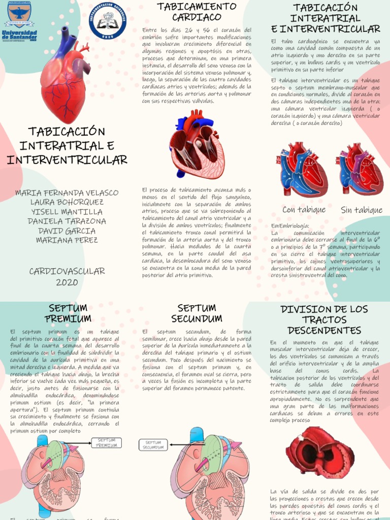 Tabicación Interatrial E Interventricular: Con Tabique Sin Tabique ...