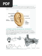 Otoscopia Normal | PDF | Oído | Anatomía