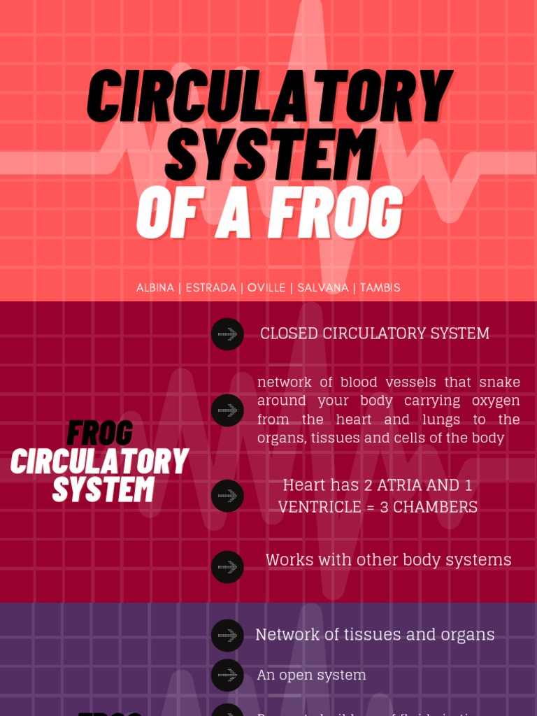 Frog Circulatory System Guide | PDF | Circulatory System | Vein