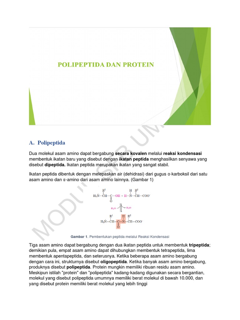 Polipeptida Dan Protein | PDF