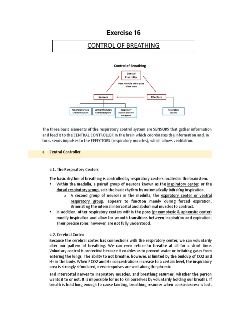 Control of Breathing | PDF | Breathing | Respiratory System