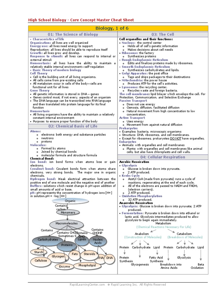 AP Biology Cheat Sheet PDF | PDF | Cellular Respiration | Photosynthesis