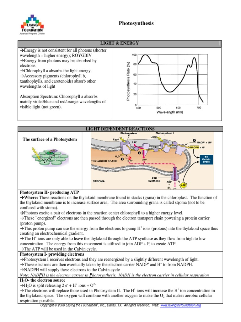 Photosynthesis Study Guide | PDF | Photosynthesis | Biochemistry