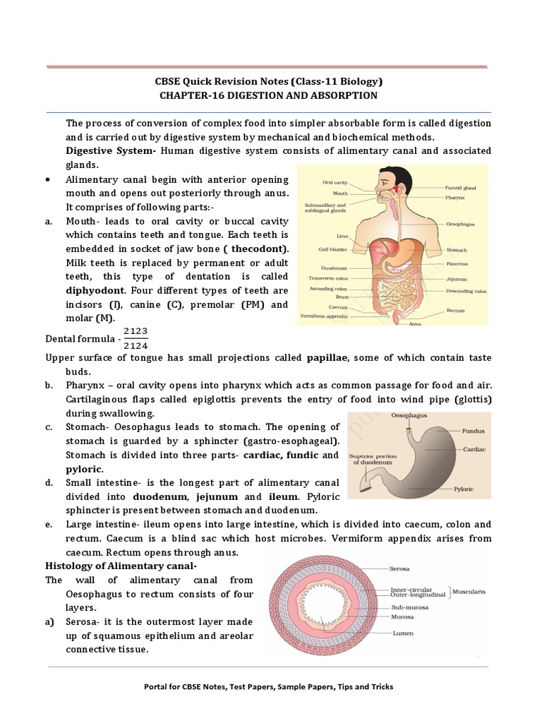 CBSE Class 11 Biology: Digestion Overview | PDF | Digestion ...