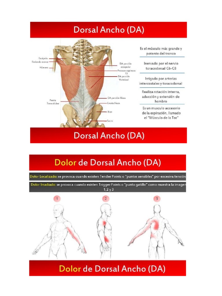 Musculo Dorsal Ancho y El Dolor | PDF