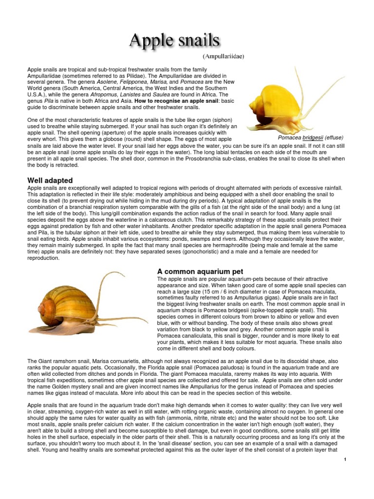 Well Adapted: Asolene, Felipponea, Marisa, Pomacea Afropomus, Lanistes ...