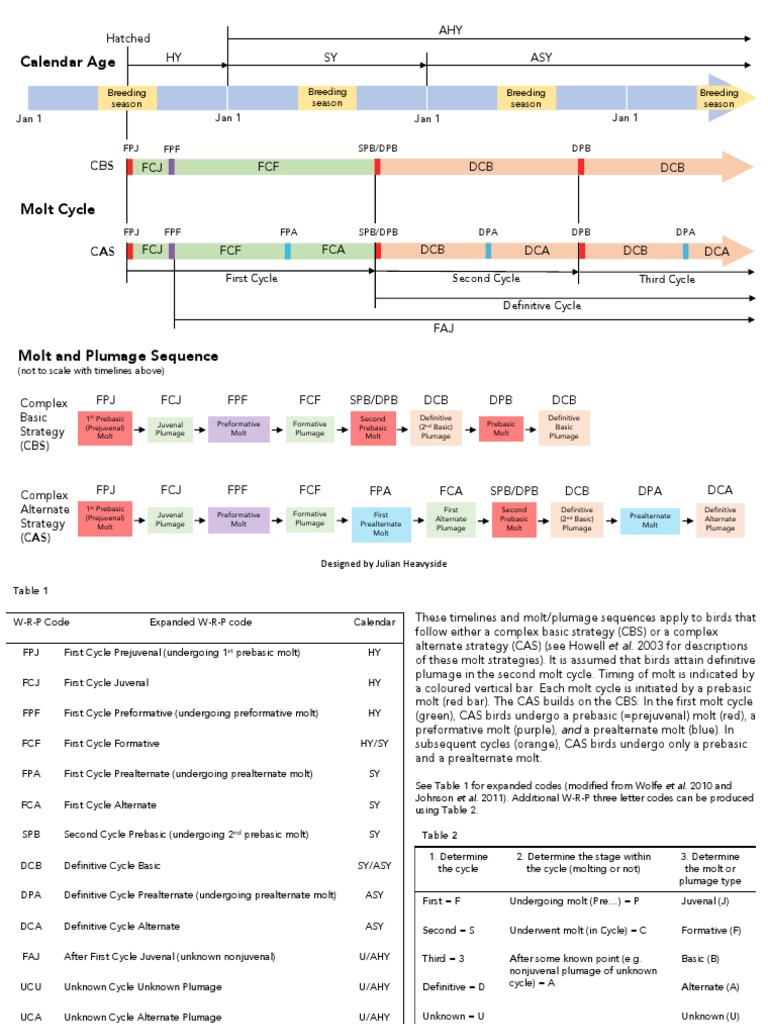 Calendar Molt Code Cheatsheet PDF | PDF | Mesozoic Reptiles | Paravians
