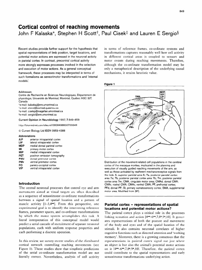 Cortical Control | PDF | Parietal Lobe | Cerebral Cortex