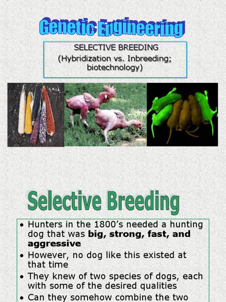 Selective Breeding (Hybridization vs. Inbreeding Biotechnology ...