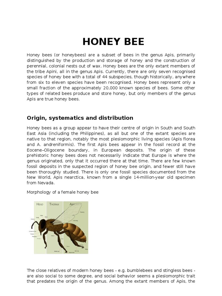 Honey bees and life cycle of silk moth | Honey Bee | Insects