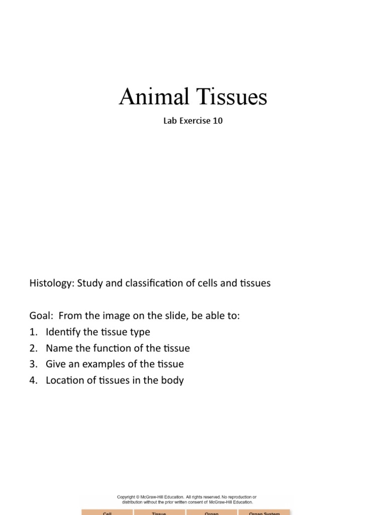 Histology of Animal Tissues Explained | PDF | Epithelium | Tissue (Biology)