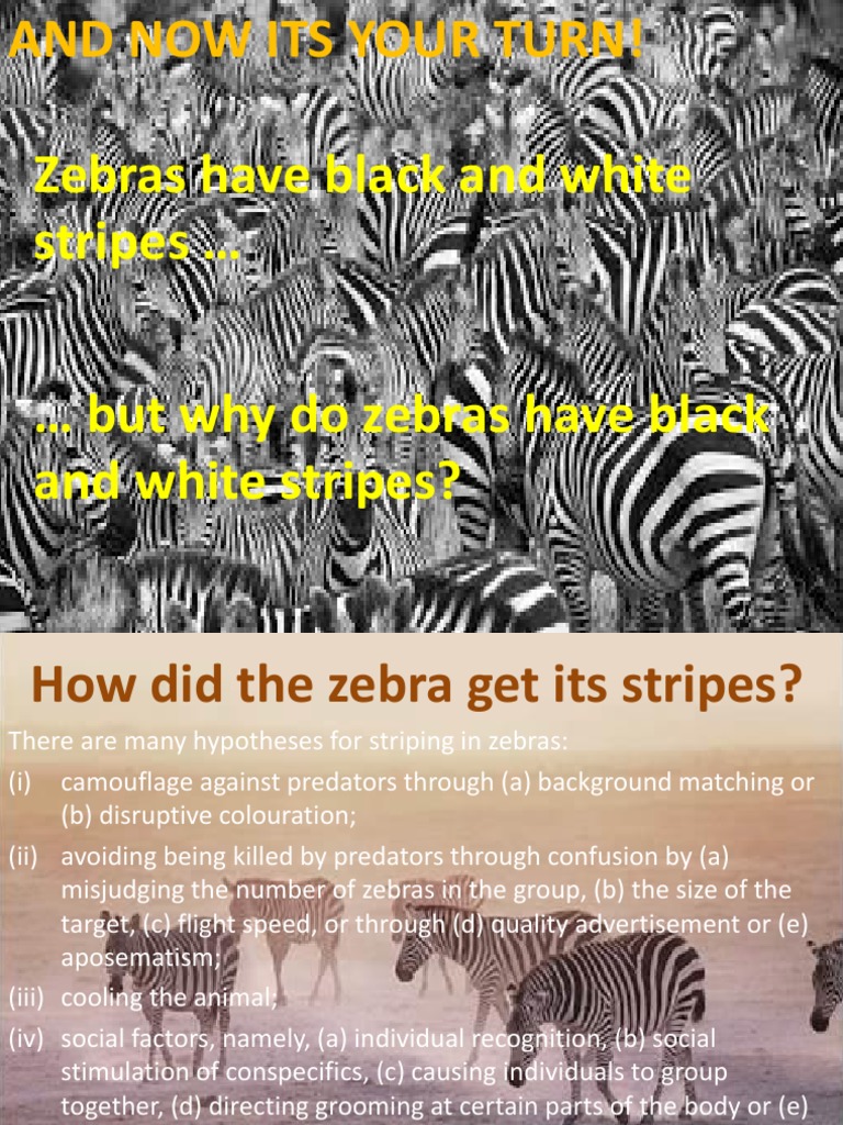How Did The Zebra Get Its Stripes? | PDF | Zebra | Experiment