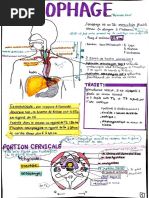 Segmentation Hépatique: Concepts Clés | PDF | Foie | Morphologie (Biologie)