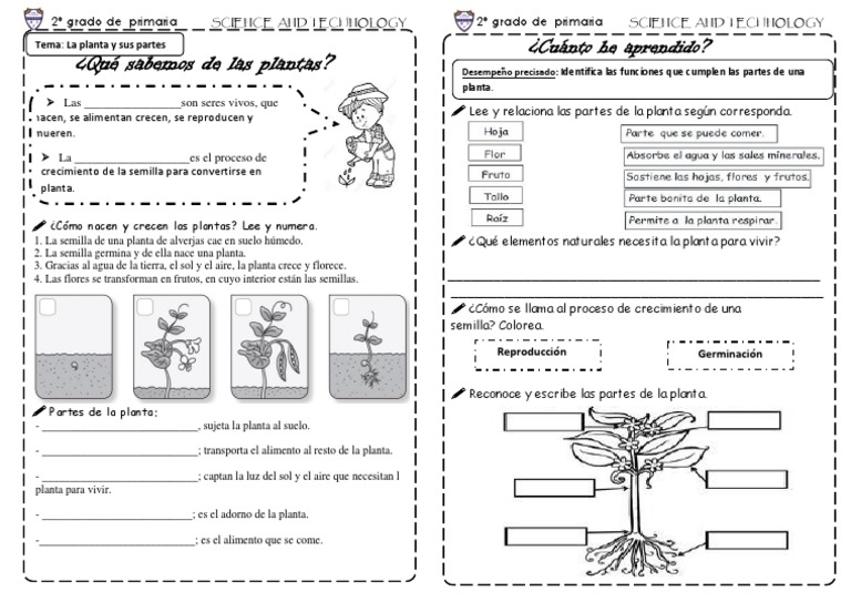 Ficha Ciencia - La Planta y Sus Partes | PDF