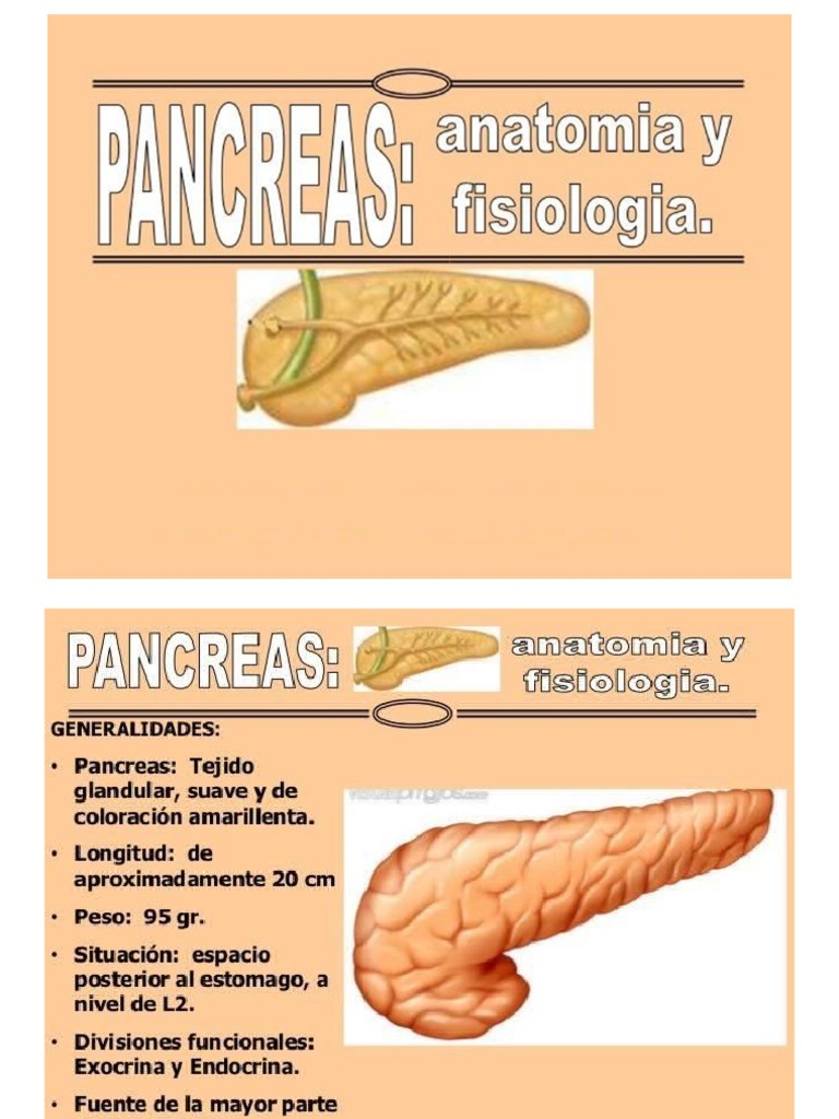 Anatomia y Fisiologia Del Pancreas | PDF