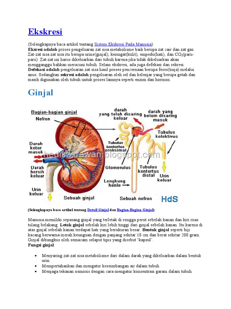 Sistem Ekskresi Manusia | PDF