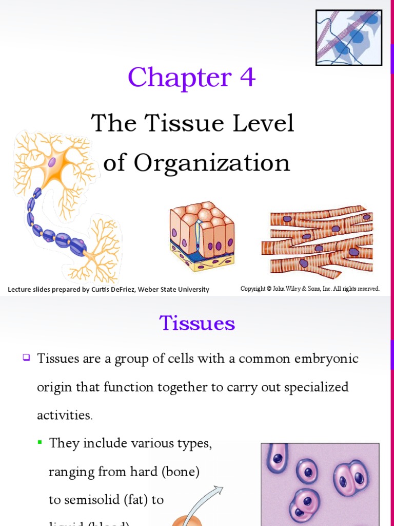 The Tissue Level of Organization: Lecture Slides Prepared by Curtis ...
