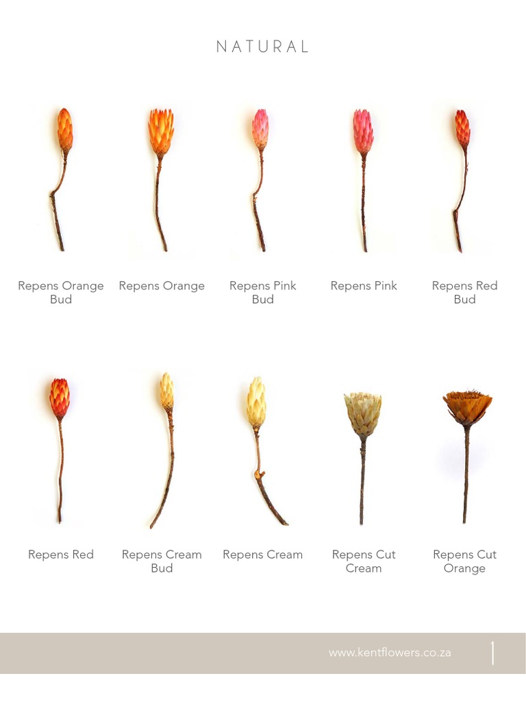 Catalogue Kent Flowers 2019new | PDF | Plants | Nature