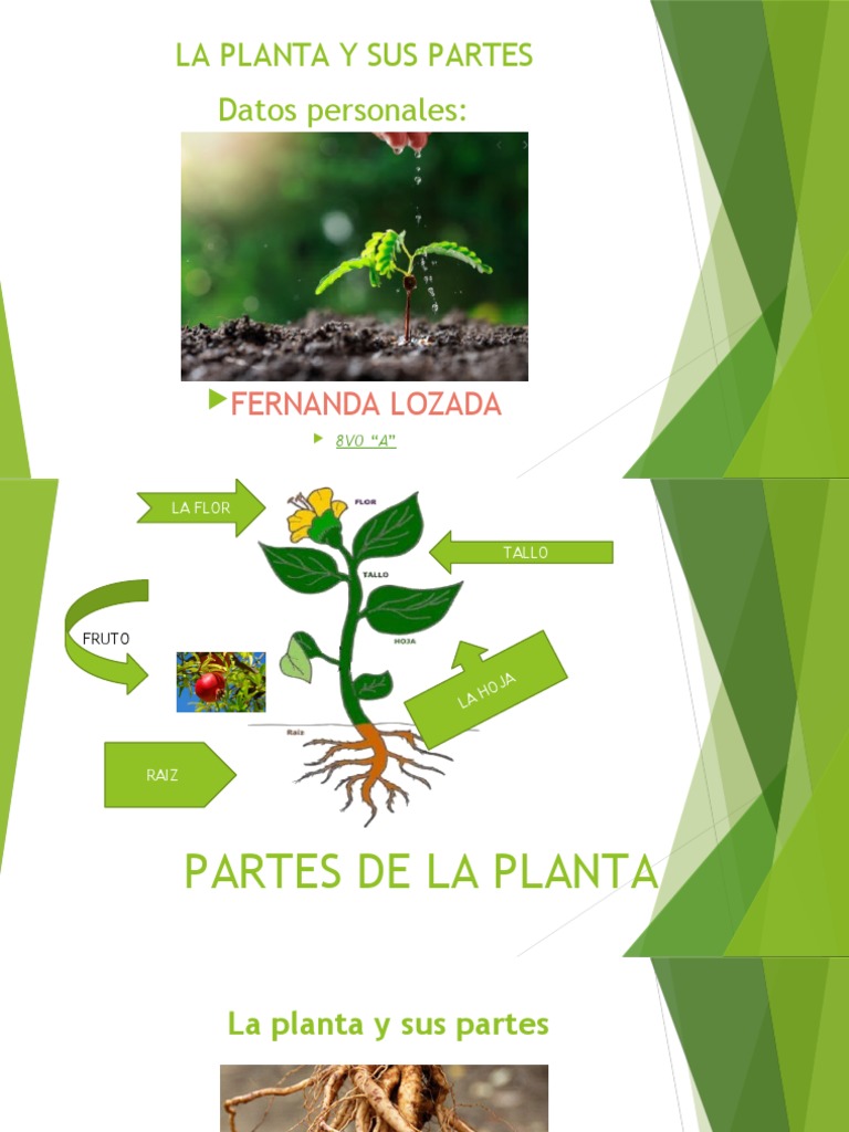 Diapositivas de La Planta | PDF