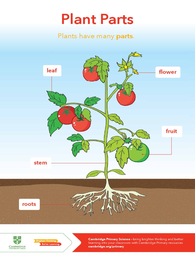 Plant Parts: Plants Have Many Parts | PDF | Water Cycle | Water Vapor