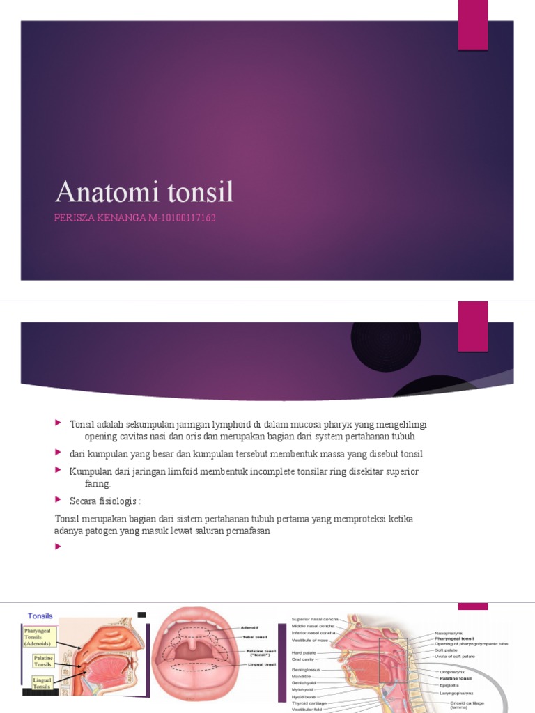 Anatomi Tonsil | PDF