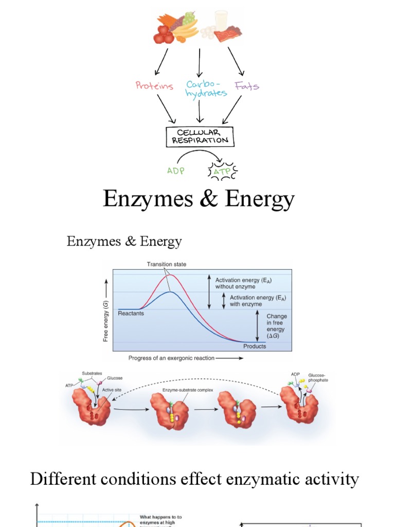 Enzymes Energy | PDF