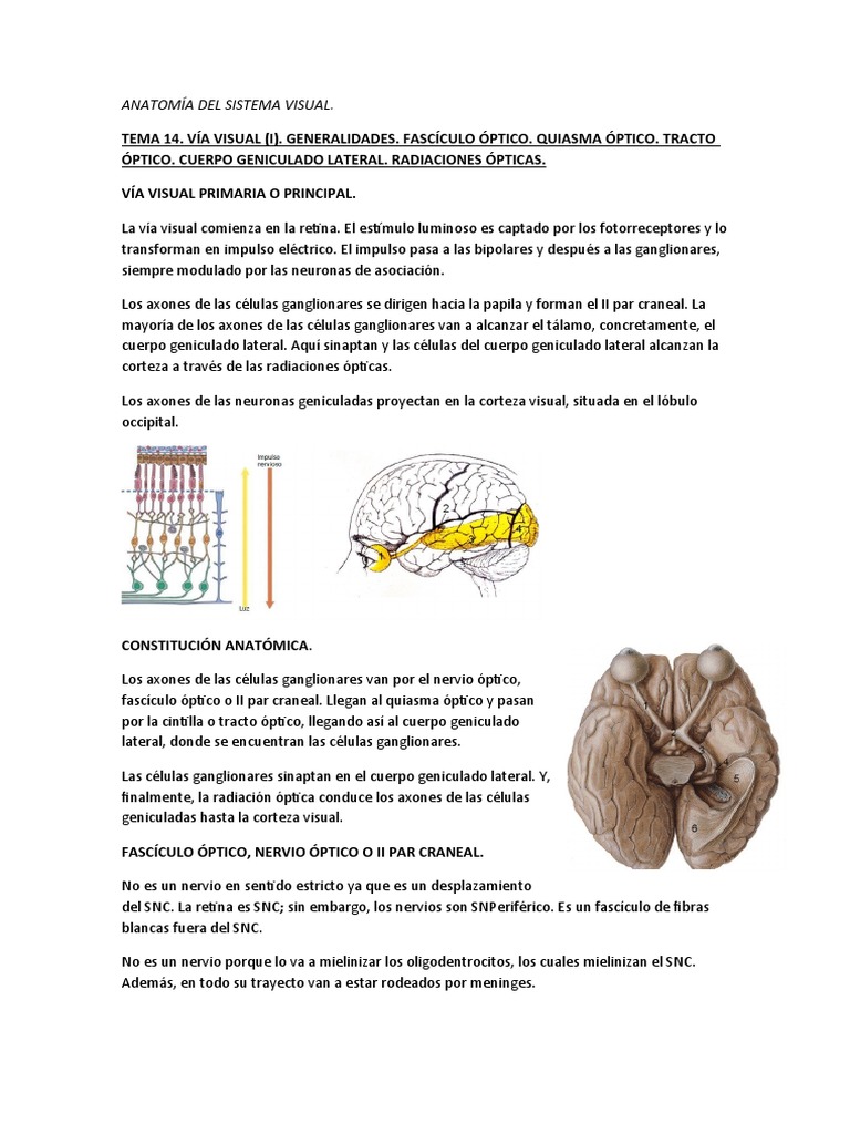 Anatomía de la Vía Visual y su Trayecto | PDF | Percepción visual ...