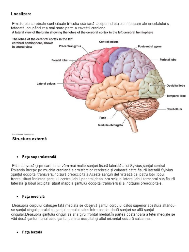 Emesferile Cerebrale | PDF