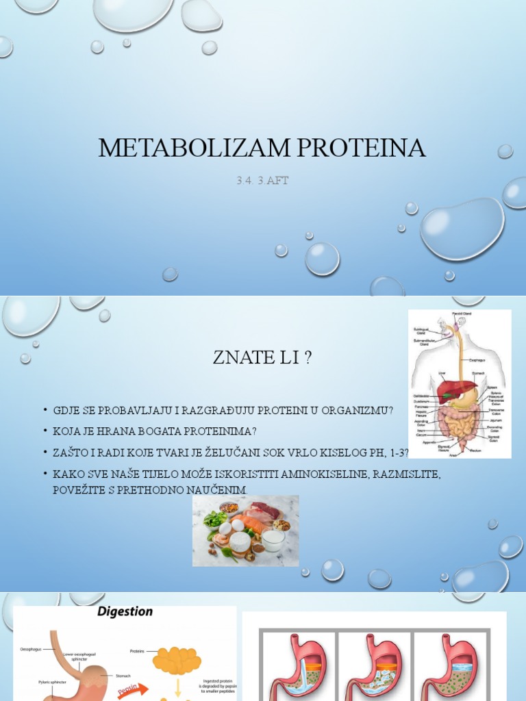 Metabolizam Proteina, Probava, Metab - Ak | PDF