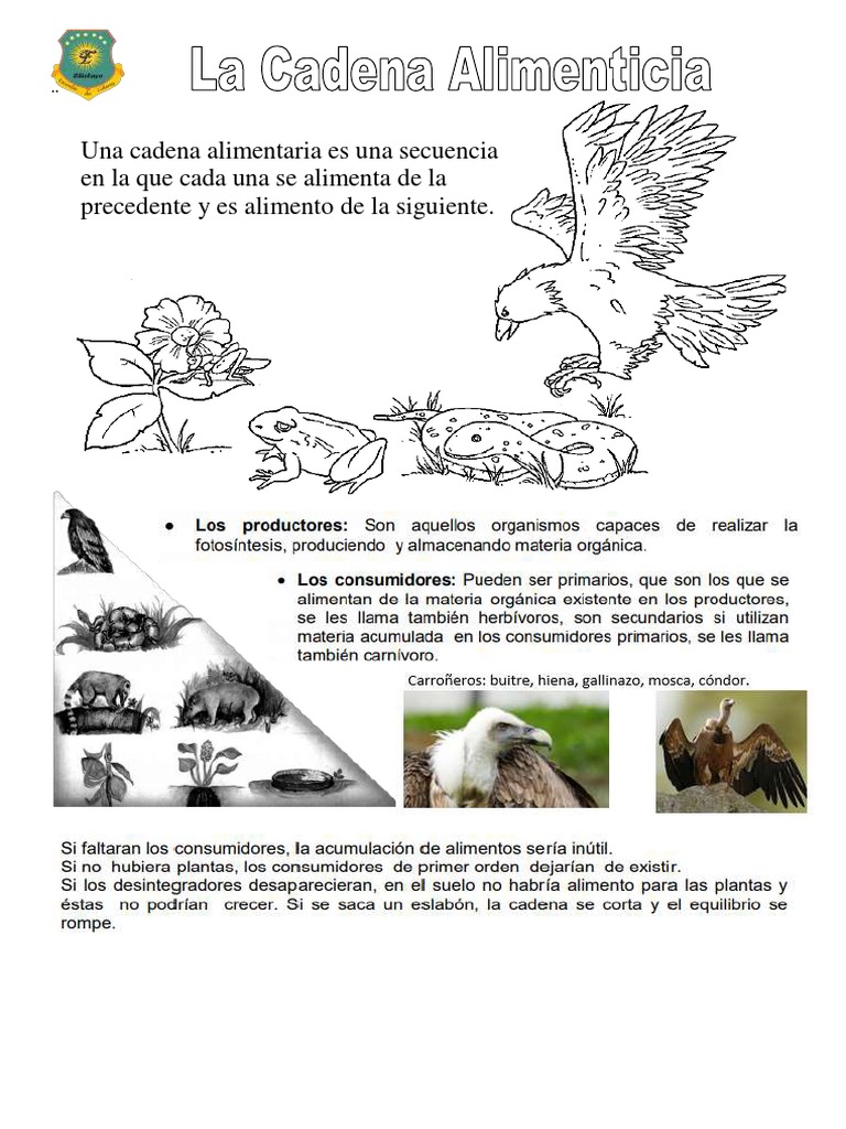 Cadena Alimenticia | PDF