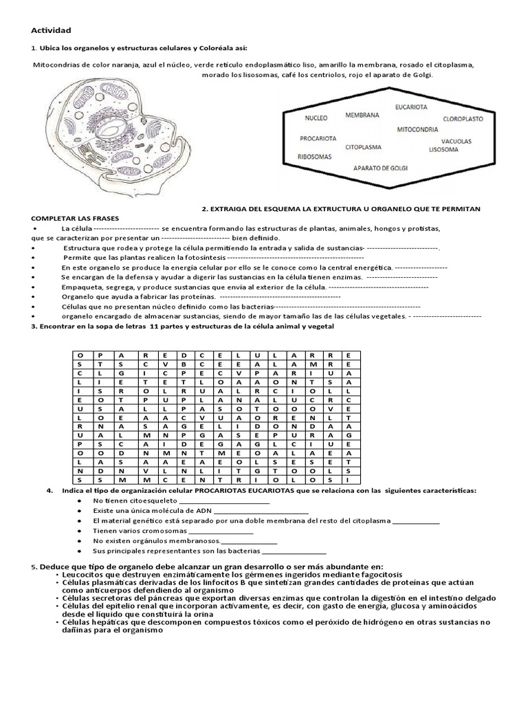 Actividad sobre organelos celulares | PDF | Citoplasma | Biología Celular)