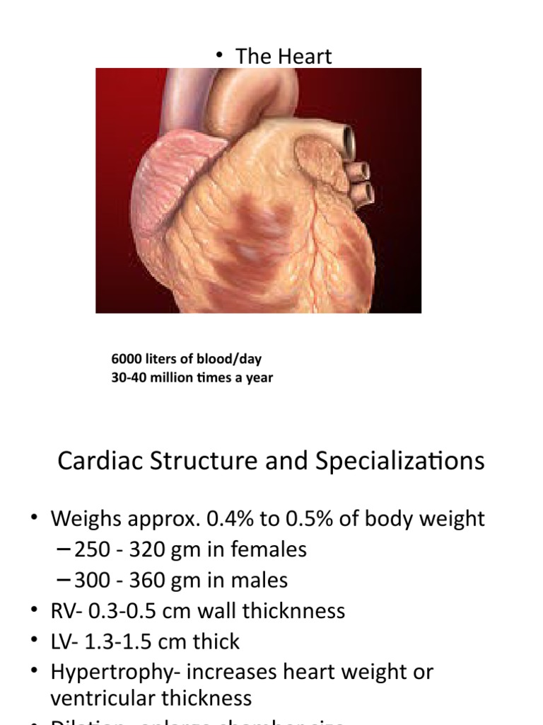 The Heart: 6000 Liters of Blood/day 30-40 Million Times A Year | PDF ...
