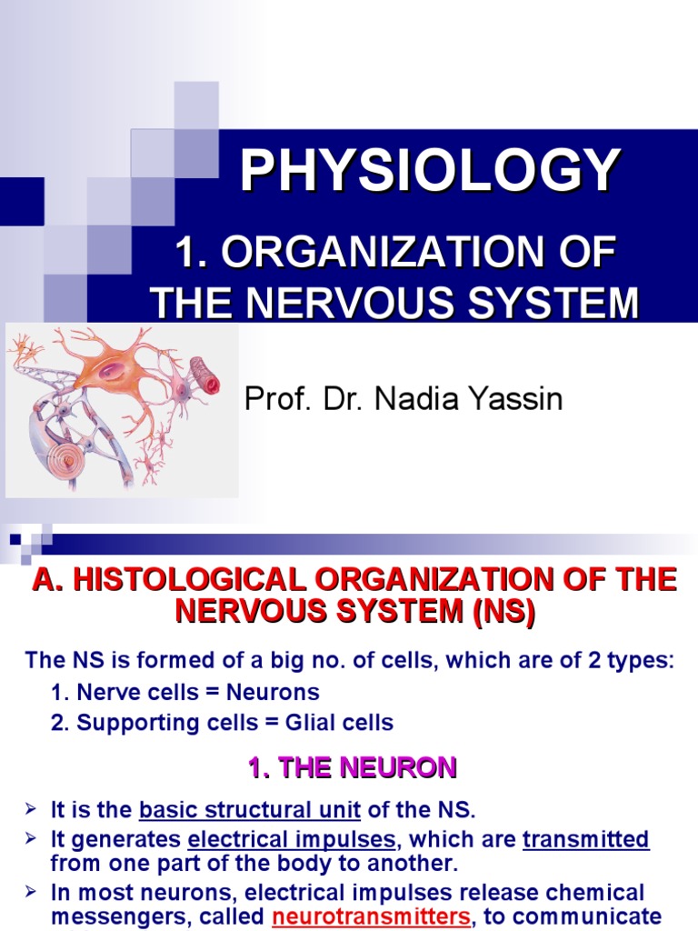 Organization of NS | PDF | Axon | Myelin