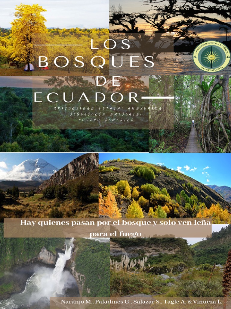 Los Bosques Del Ecuador | PDF | Deforestación | Los bosques
